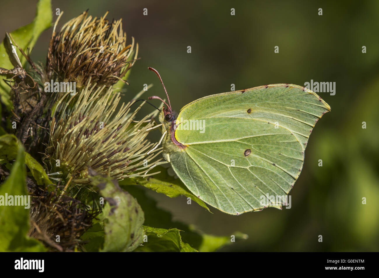 Brimstone butterfly flight hi-res stock photography and images - Alamy