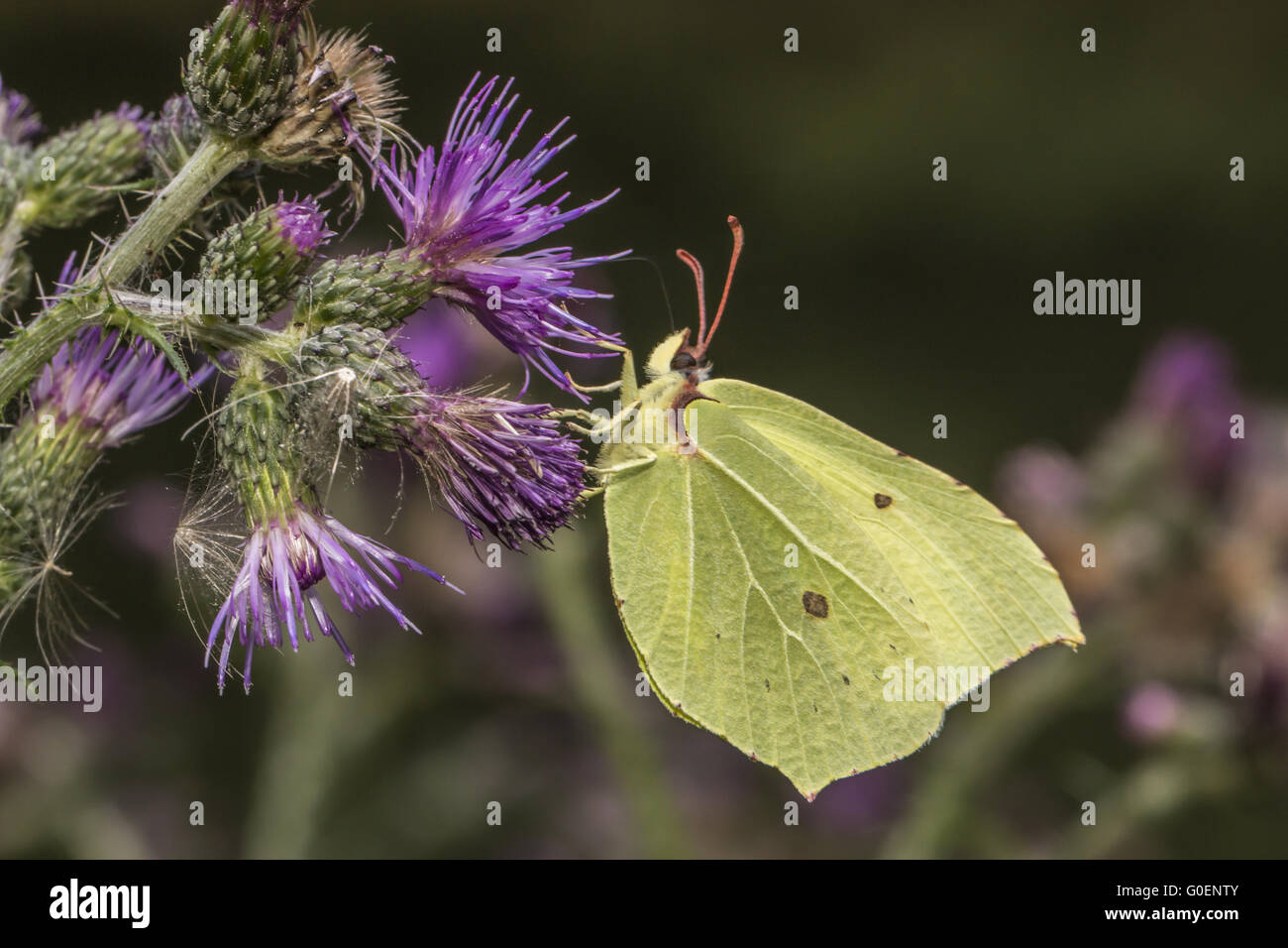 Brimstone portrait hi-res stock photography and images - Alamy