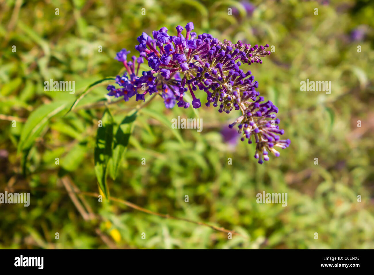 Buddleia butterfly bush a genus of over one hundred species flowering ...