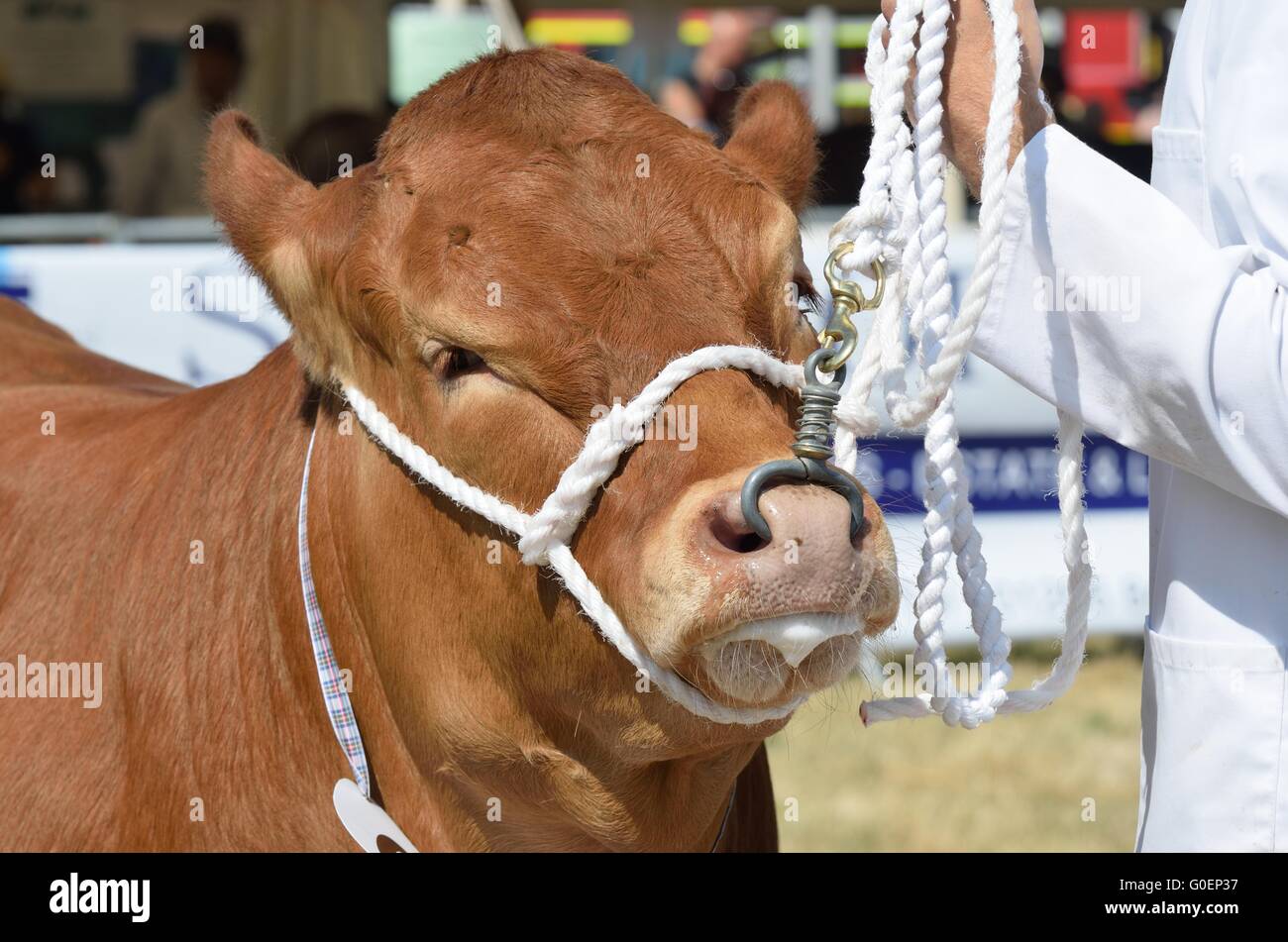 Essex country show hi-res stock photography and images - Alamy