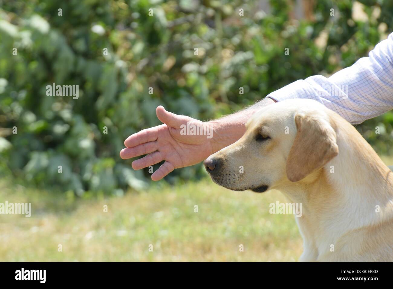 Golden Labrador being trained Stock Photo - Alamy