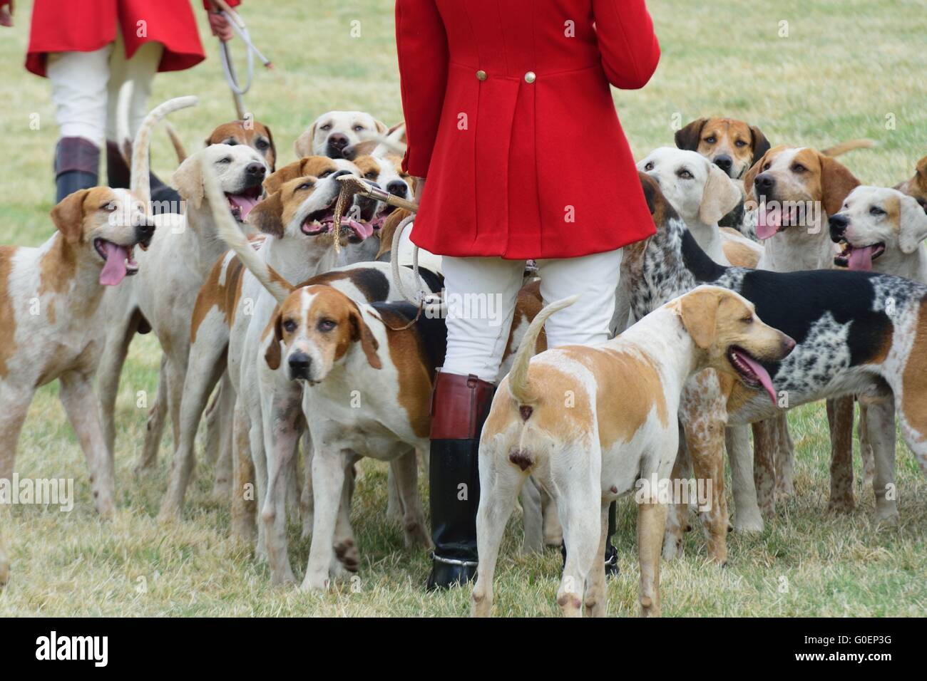 Foxhounds with hunter Stock Photo - Alamy