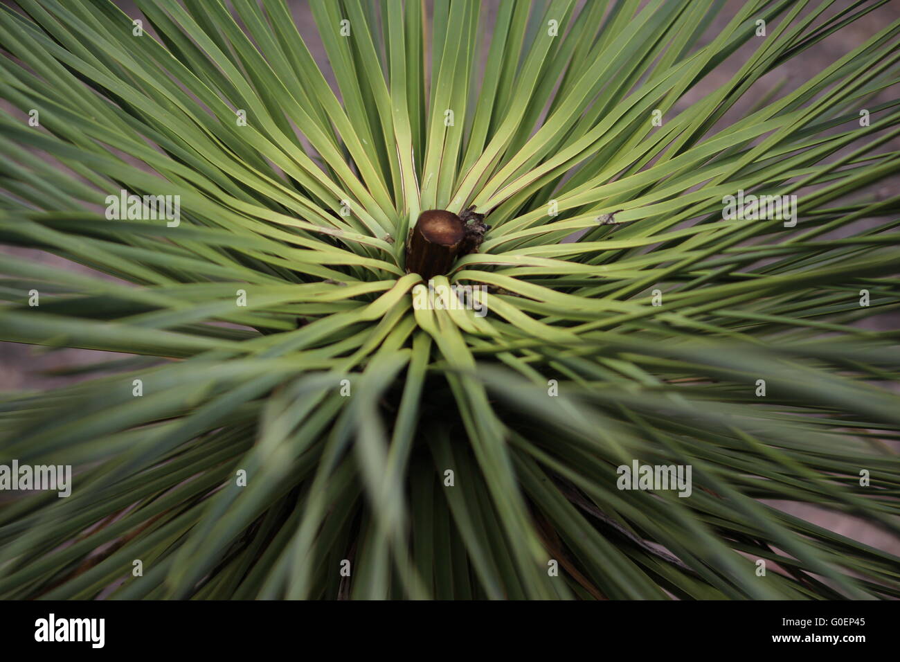Palm structure hi-res stock photography and images - Alamy