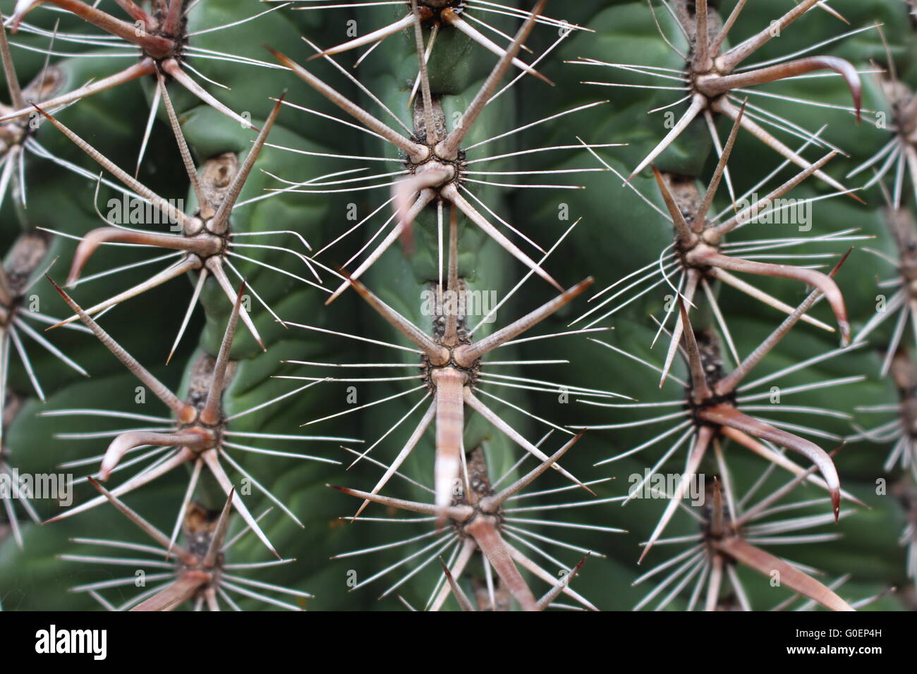 Pricking cactus hi-res stock photography and images - Alamy