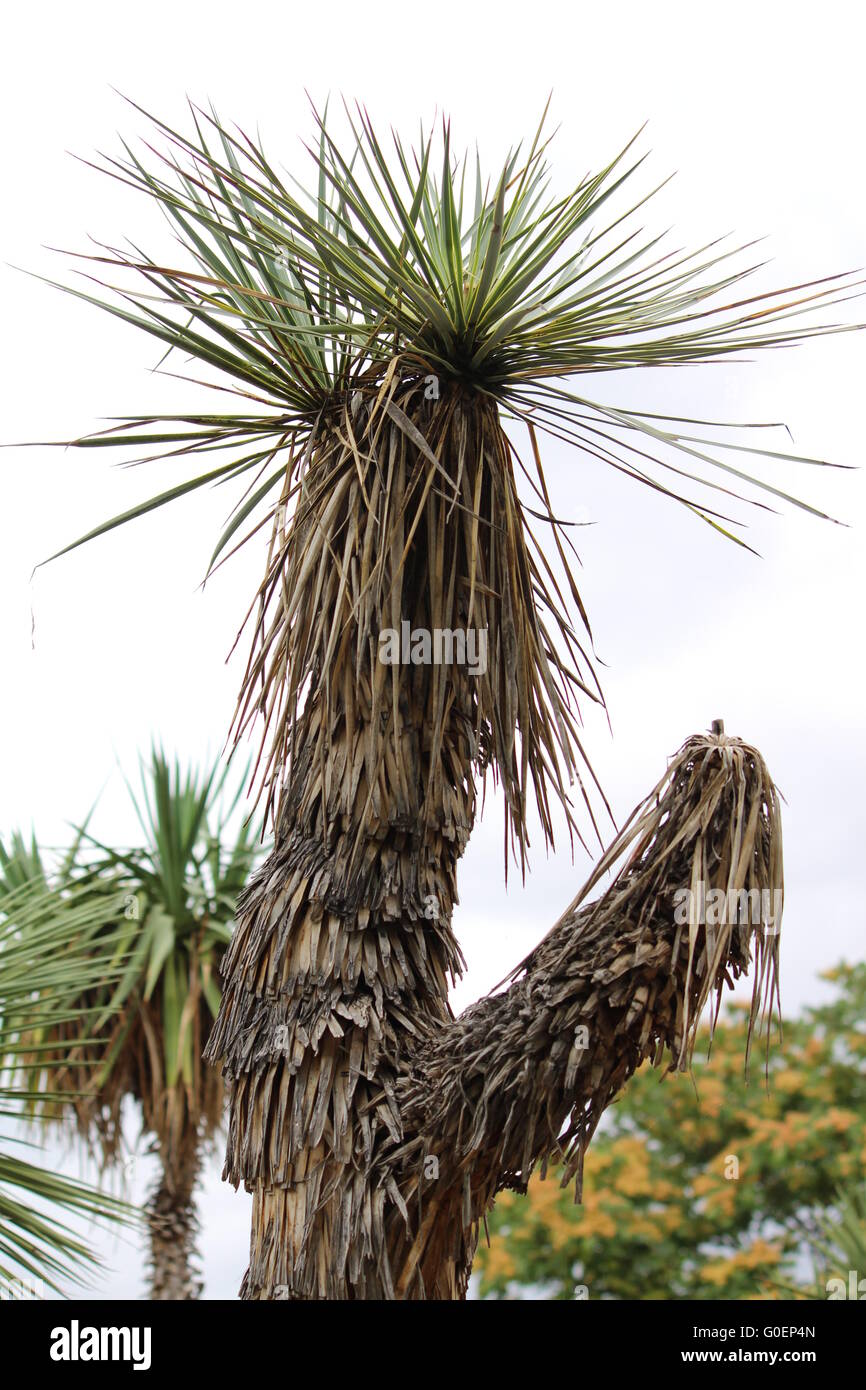 Forms plant hi-res stock photography and images - Alamy