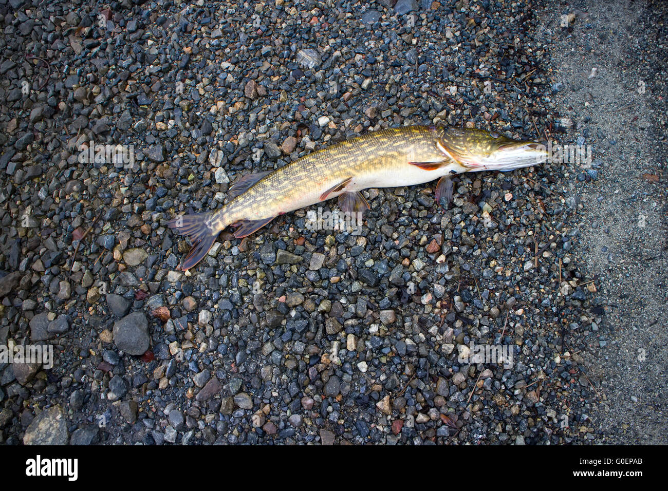 Jackfish caught hi-res stock photography and images - Alamy