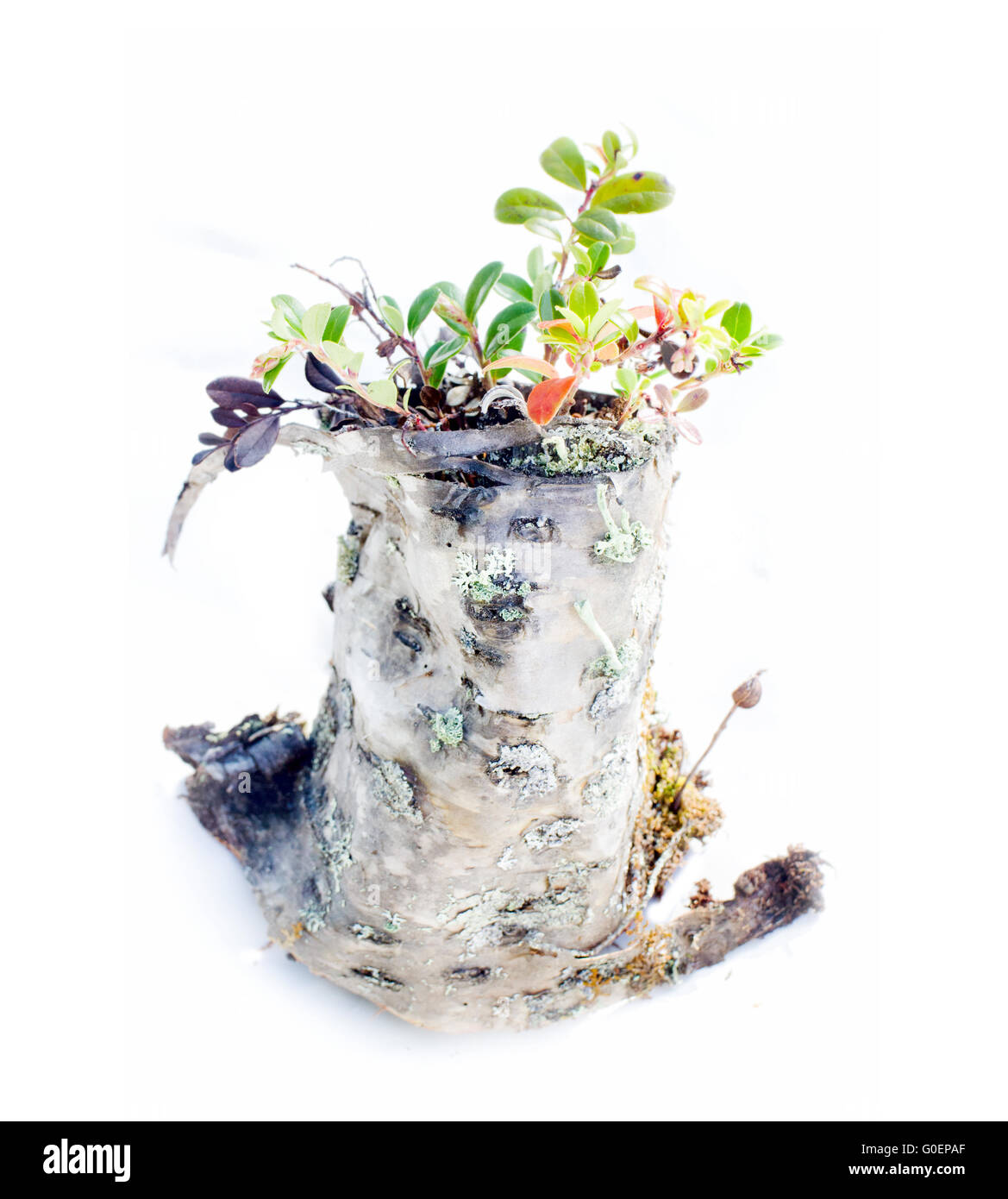 spring stump of a very old and natural on a white background Stock ...