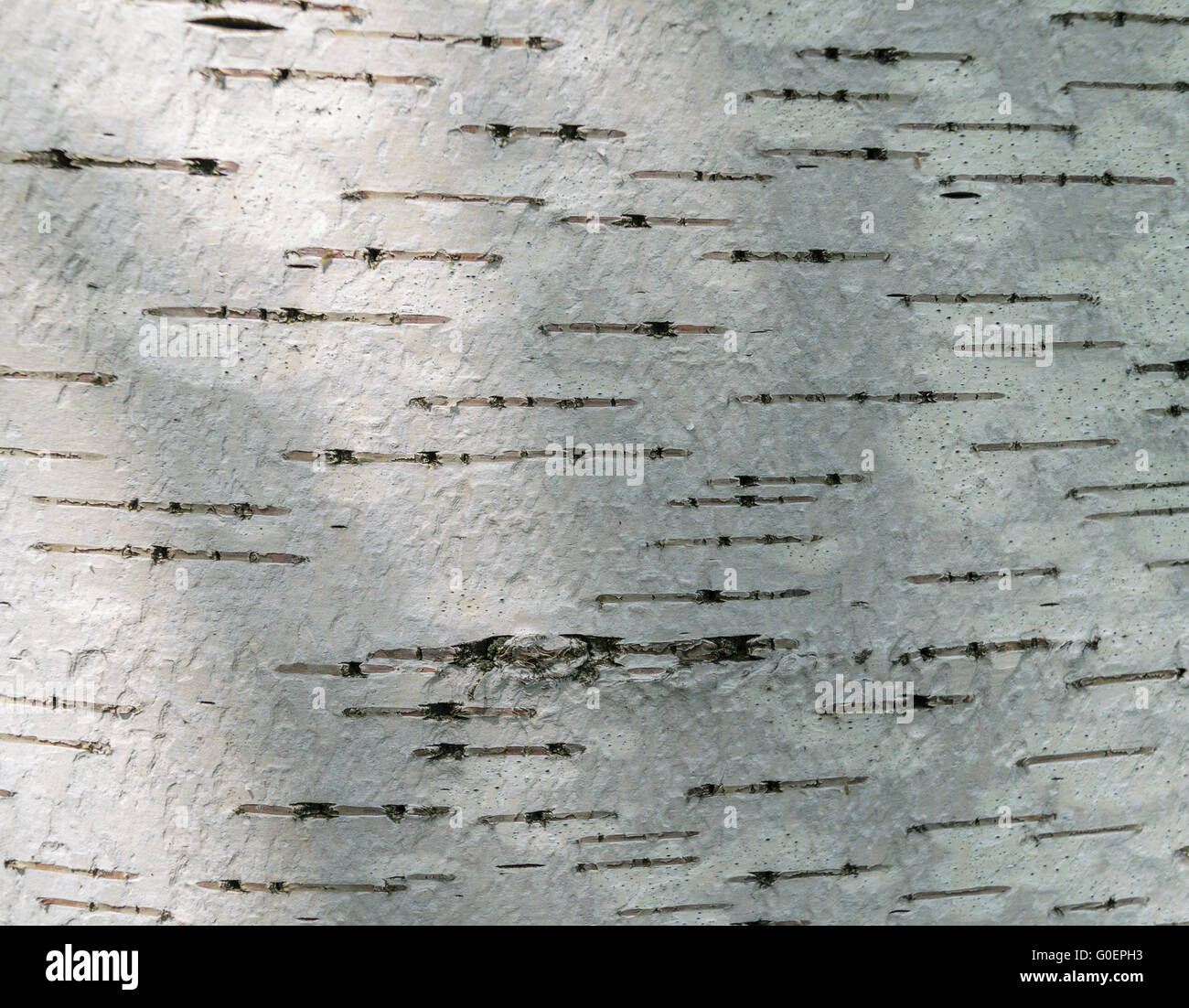 Spotted bark hi-res stock photography and images - Alamy