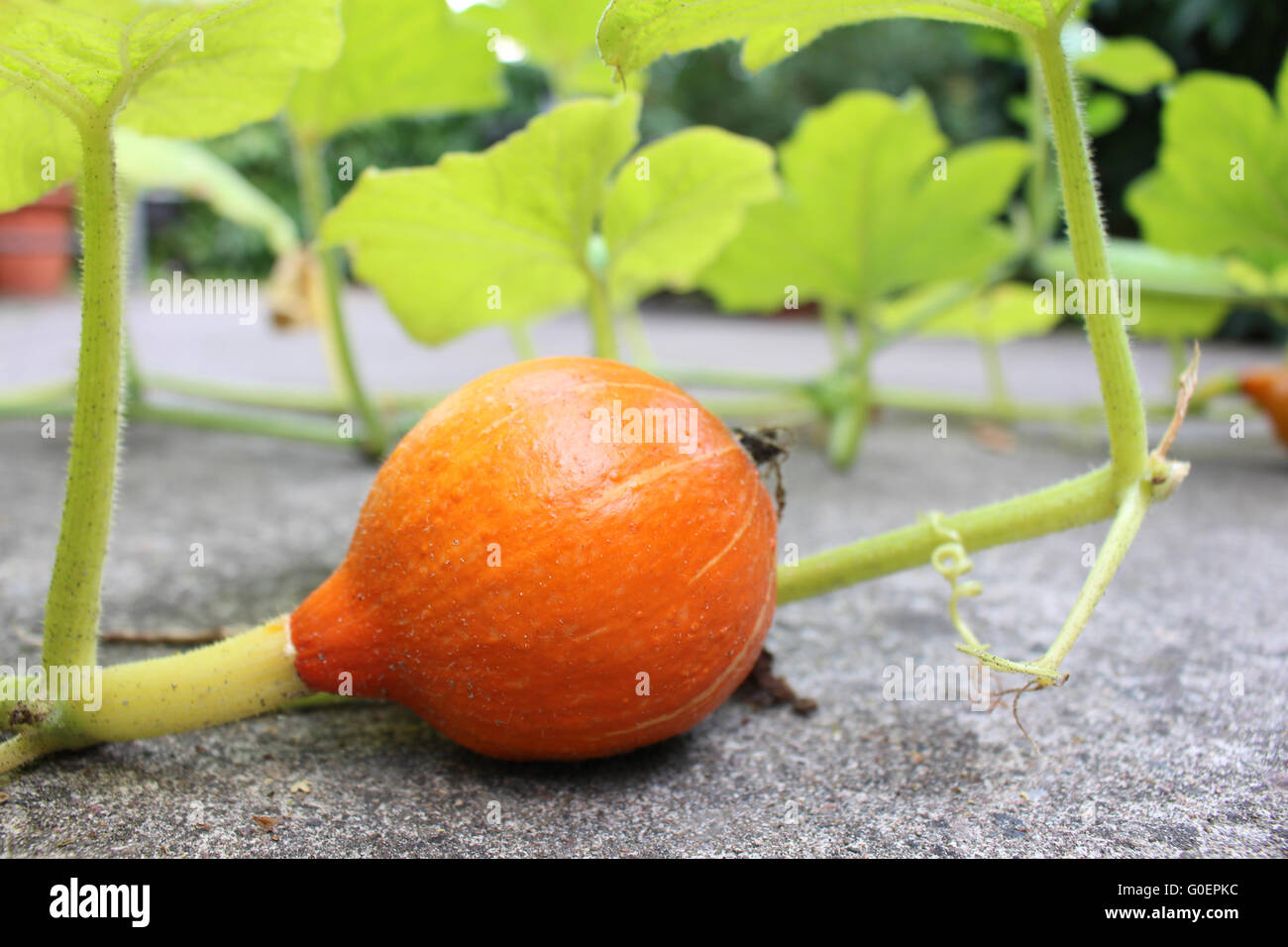 Pumpkin ground hi-res stock photography and images - Alamy