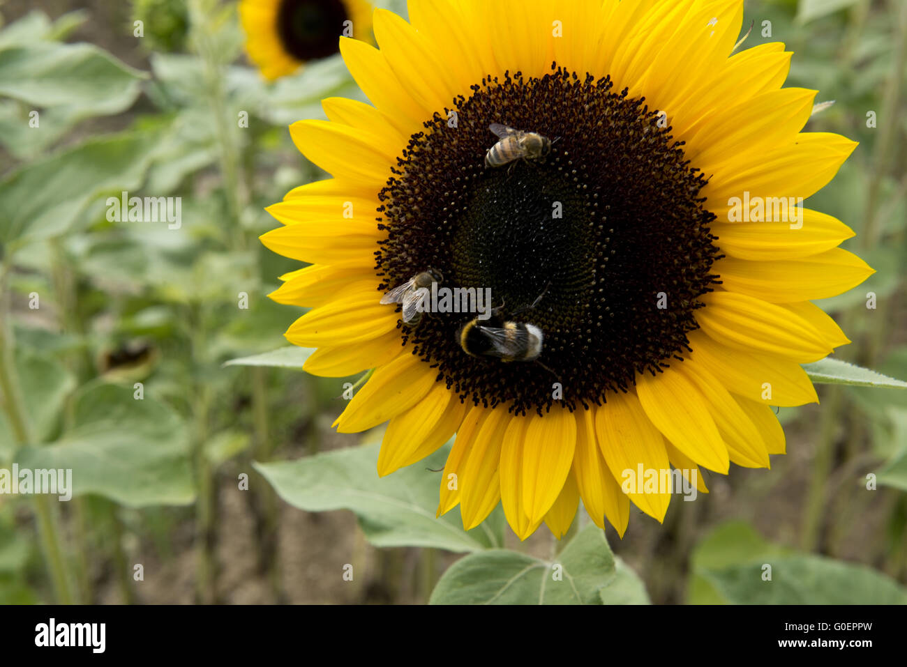 bees on sunflower Stock Photo - Alamy