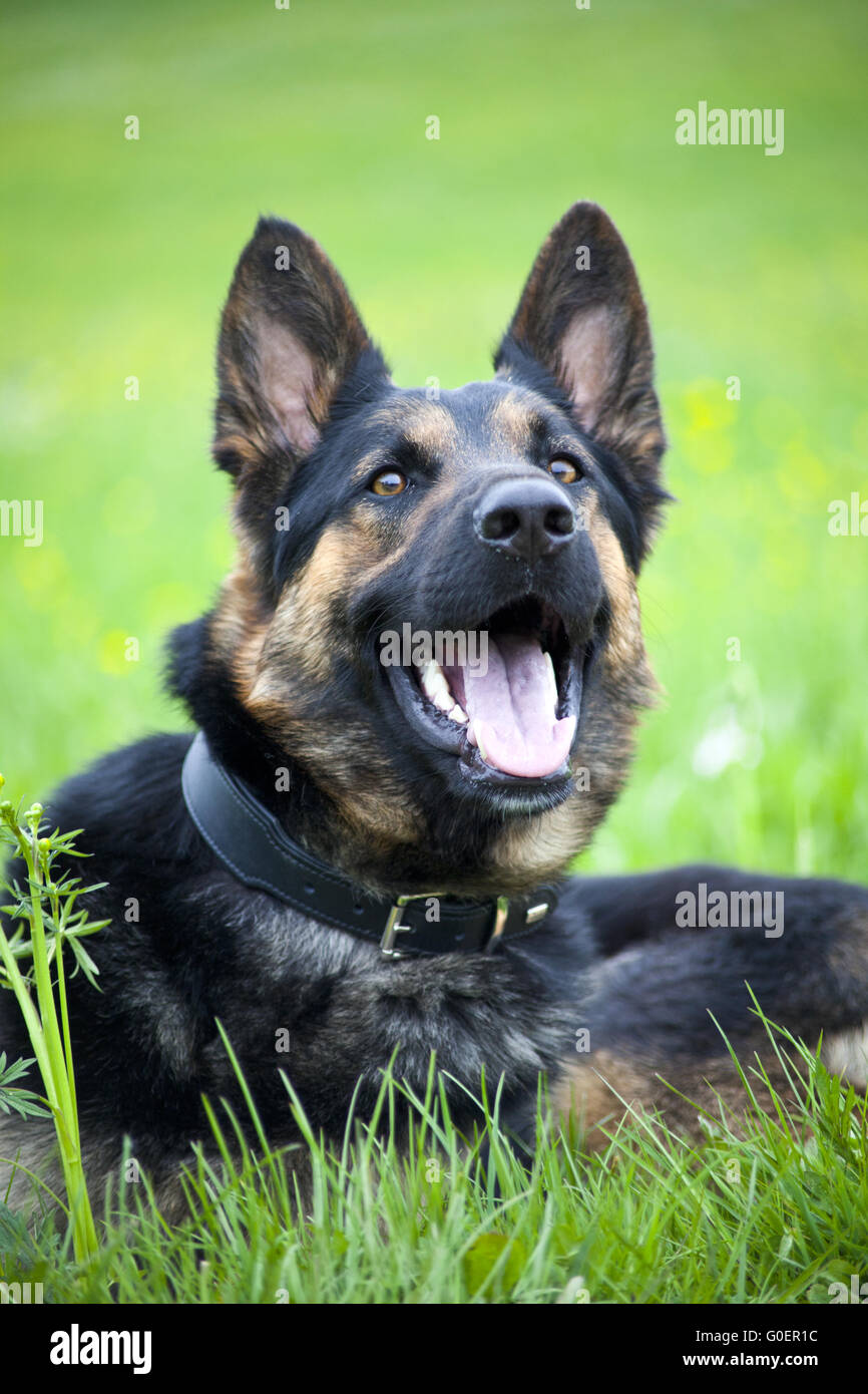 Happy German Shepherd Dog Portrait Stock Photo - Alamy