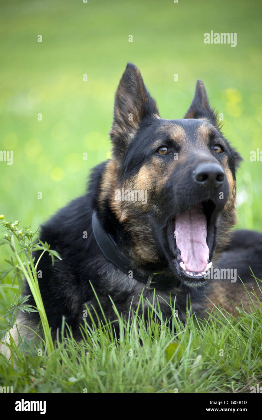 Dog shocked hi-res stock photography and images - Alamy