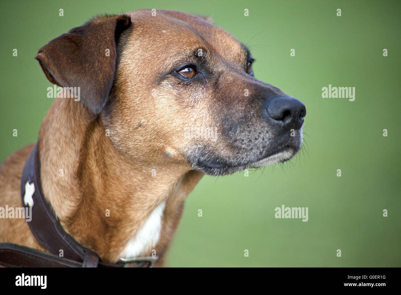 Beautiful Dog Portrait Stock Photo - Alamy
