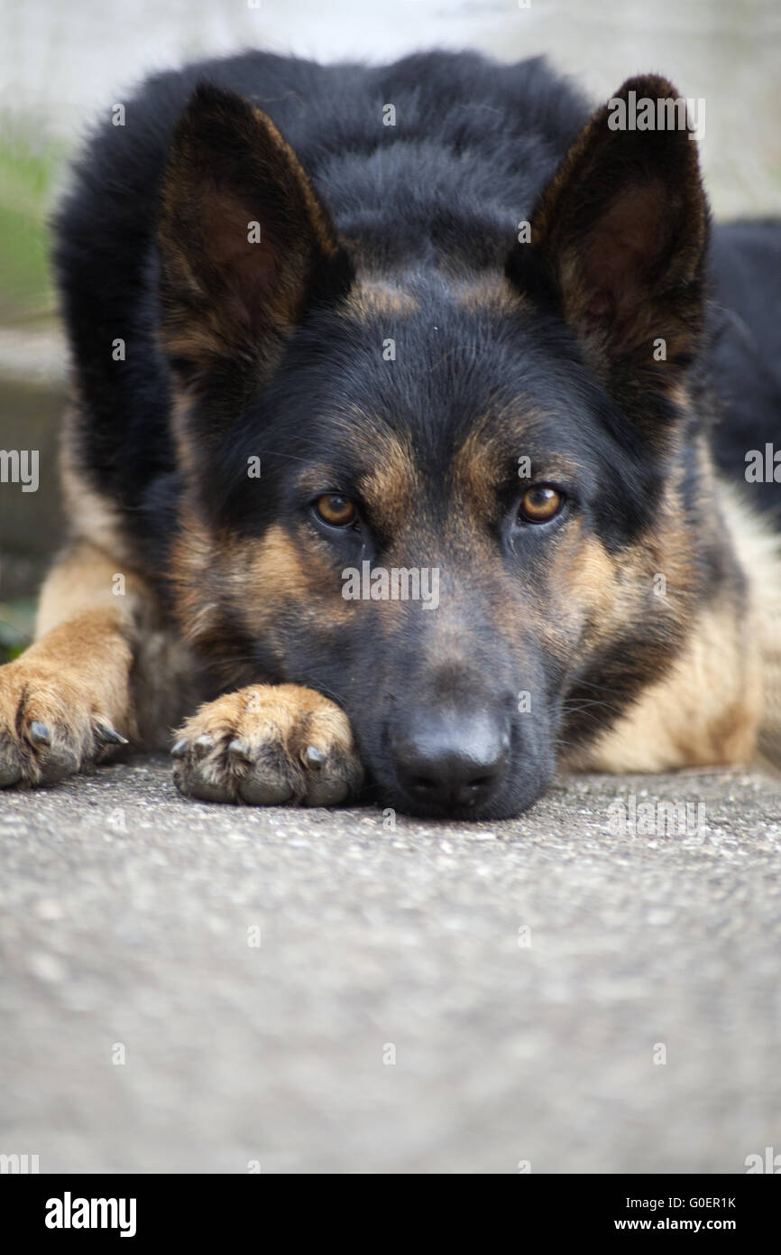 German shepherd dog sleeping hi-res stock photography and images - Alamy