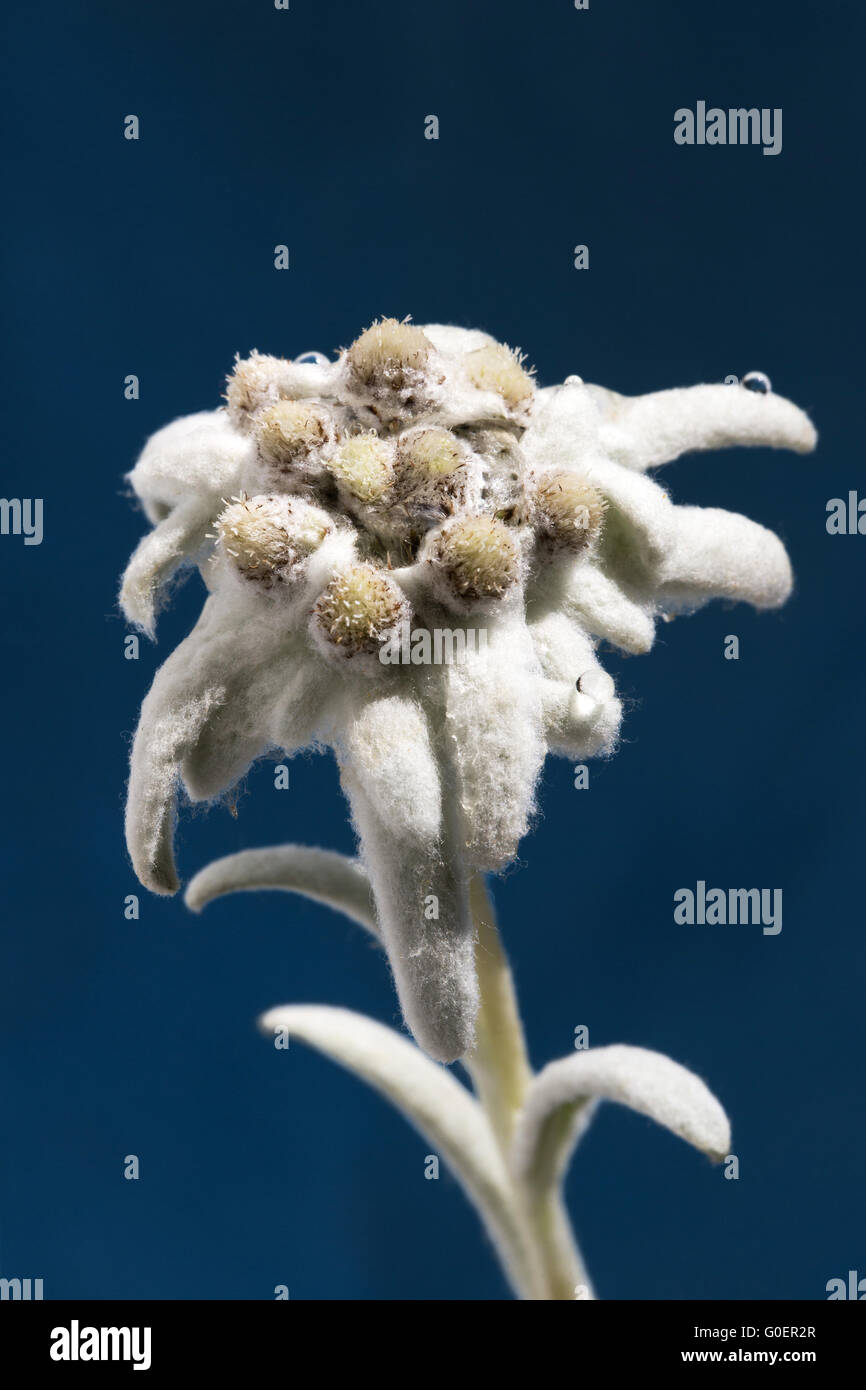 Hemicryptophytes hi-res stock photography and images - Alamy