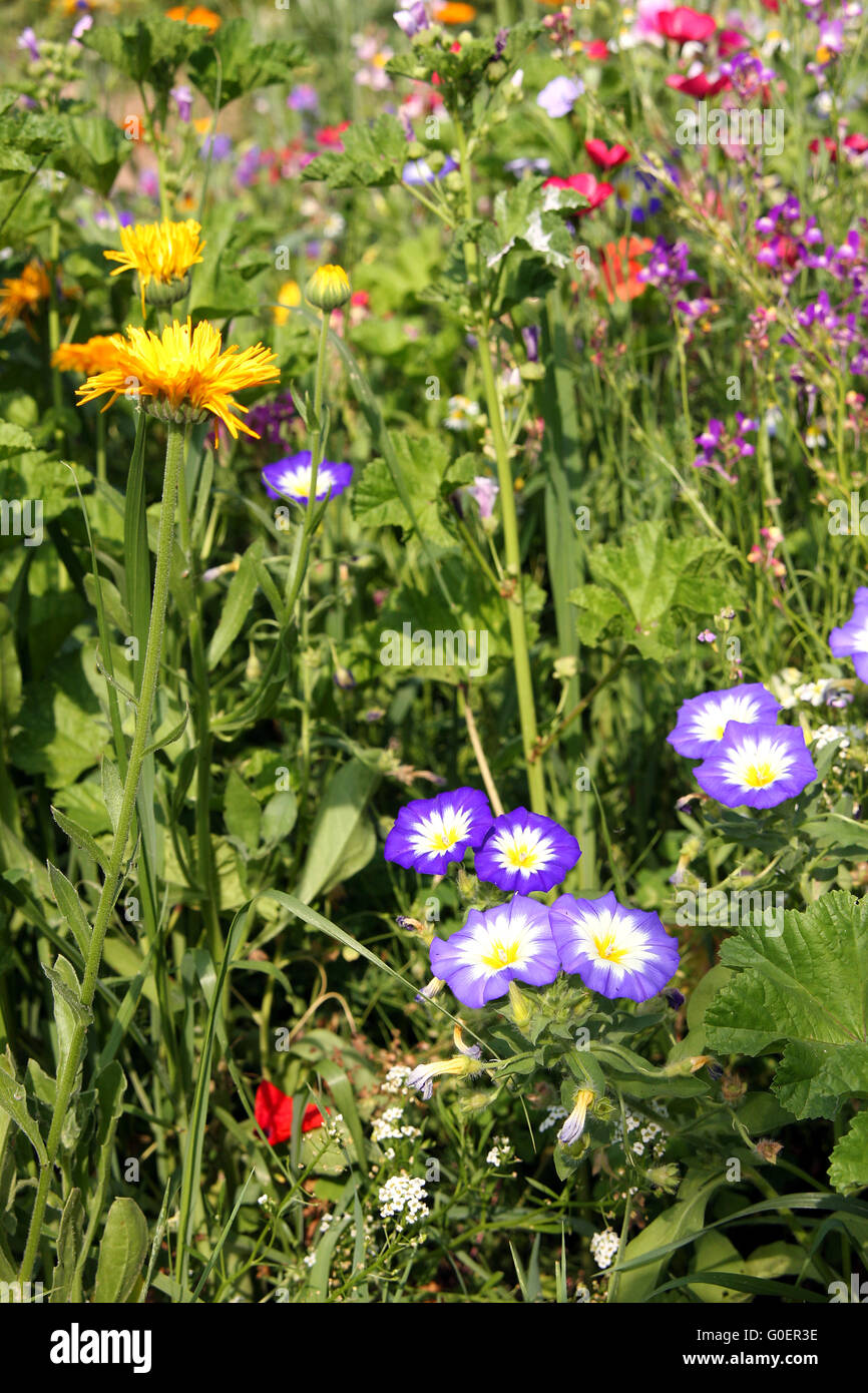 Blumenwiese wiesenblumen wildblumen hi-res stock photography and images ...