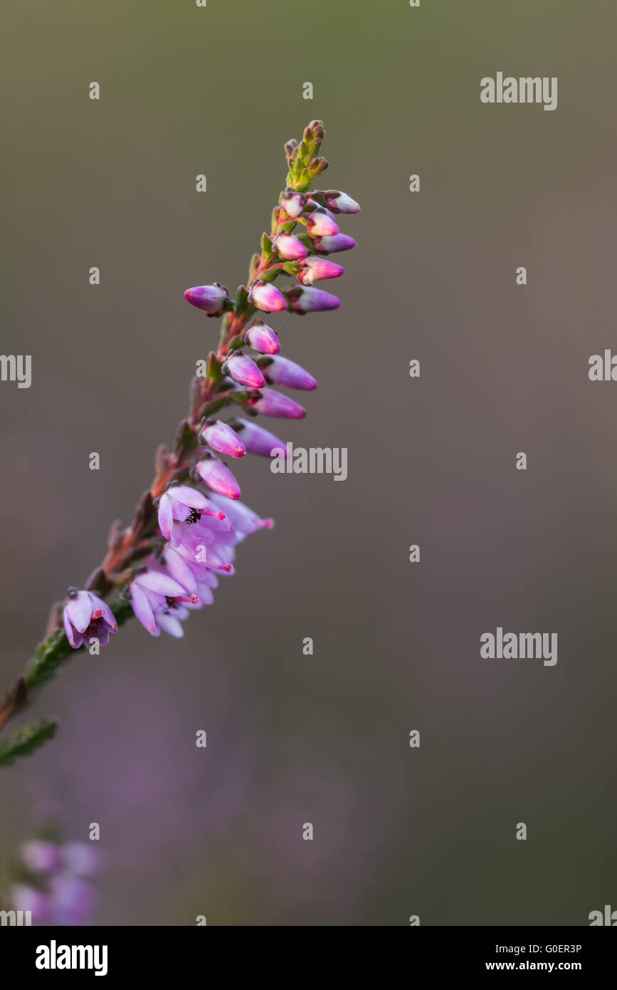 Erica in a German marsh Stock Photo - Alamy