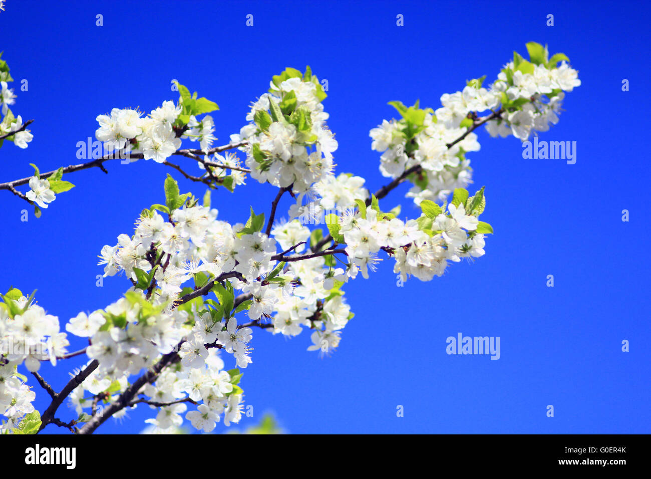 Mayflower tree flower hi-res stock photography and images - Alamy