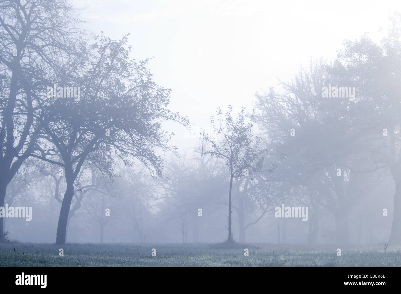 trees in fog Stock Photo - Alamy
