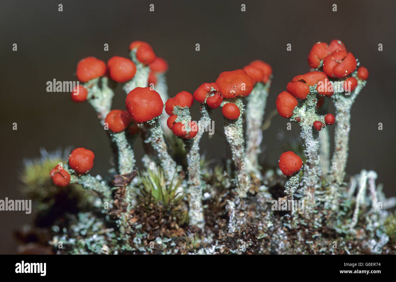Devils Matchsticks the podetia are distinctive Stock Photo - Alamy