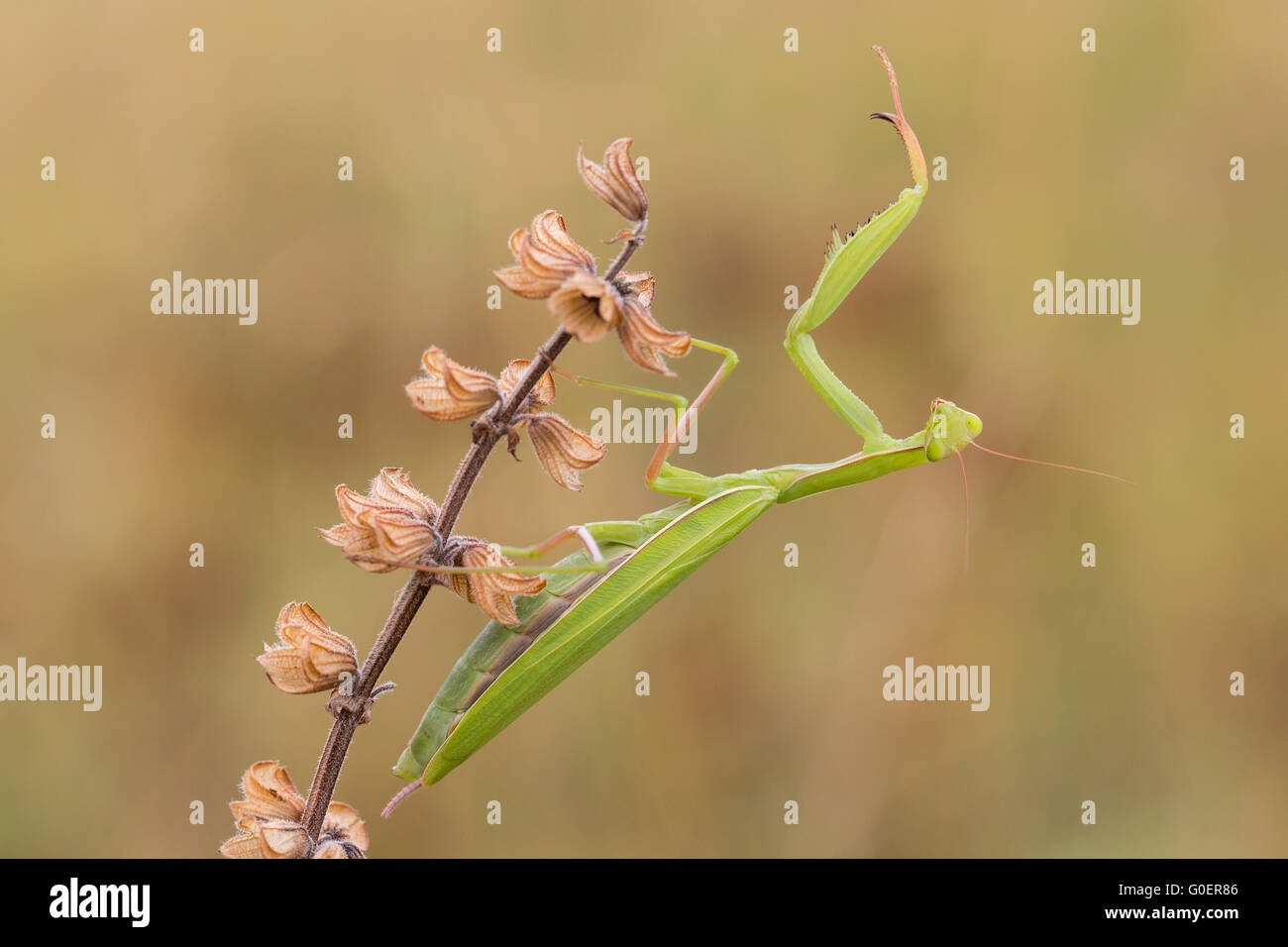 Mantis makro hi-res stock photography and images - Alamy