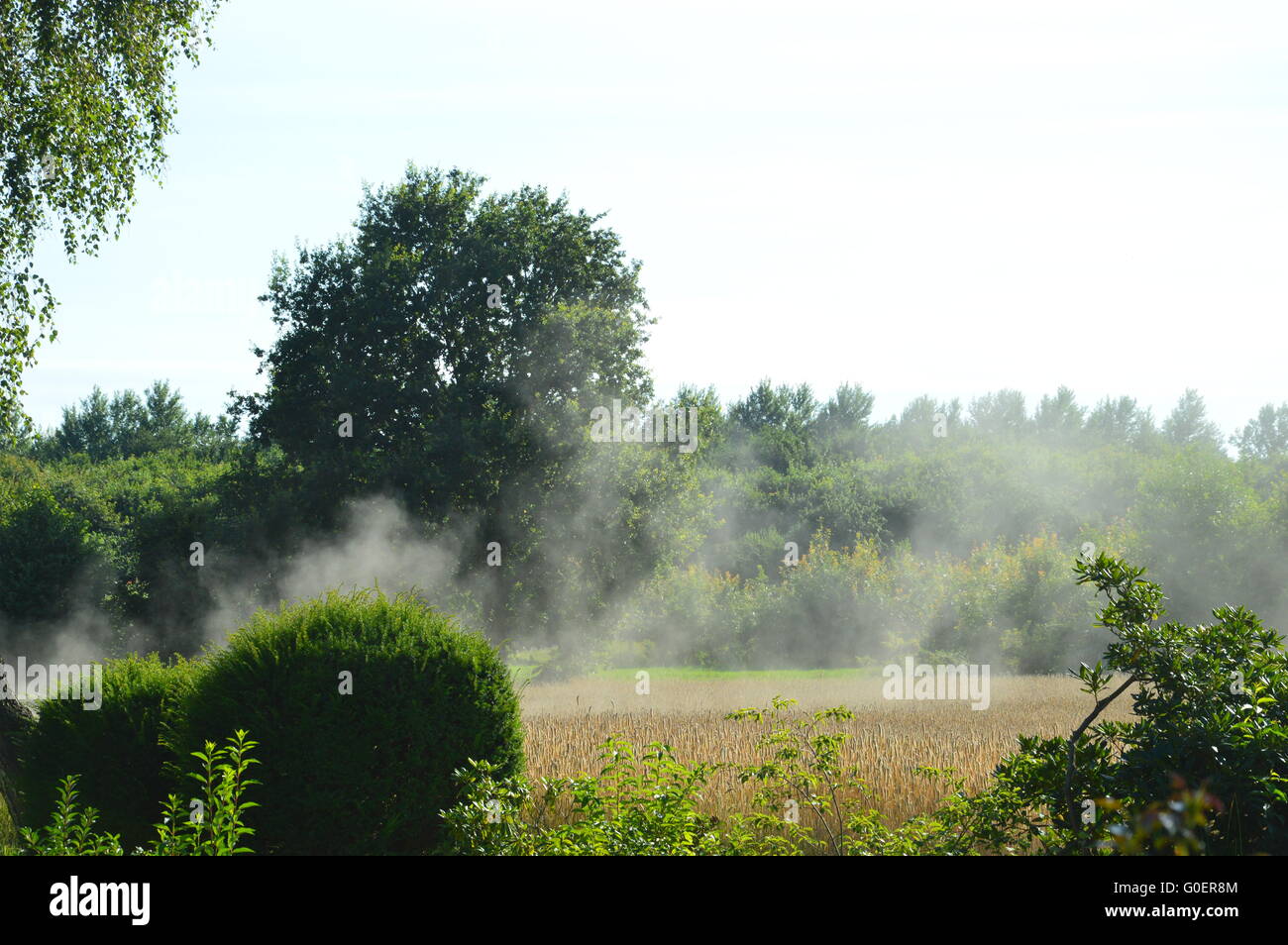 Dust above the wheat field Stock Photo - Alamy
