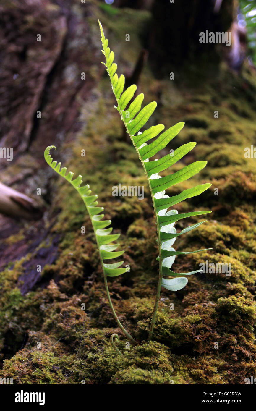 Polypodium vulgare, common polypody Stock Photo - Alamy