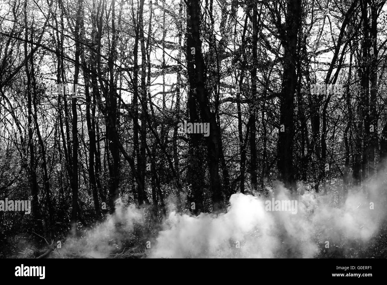 smoking bonfire in forest woodland trees Stock Photo - Alamy