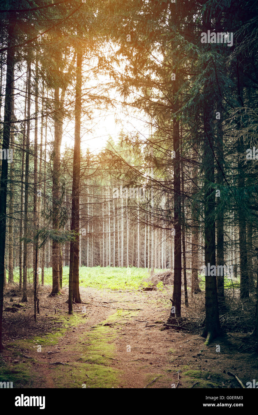Secluded glade hi-res stock photography and images - Alamy