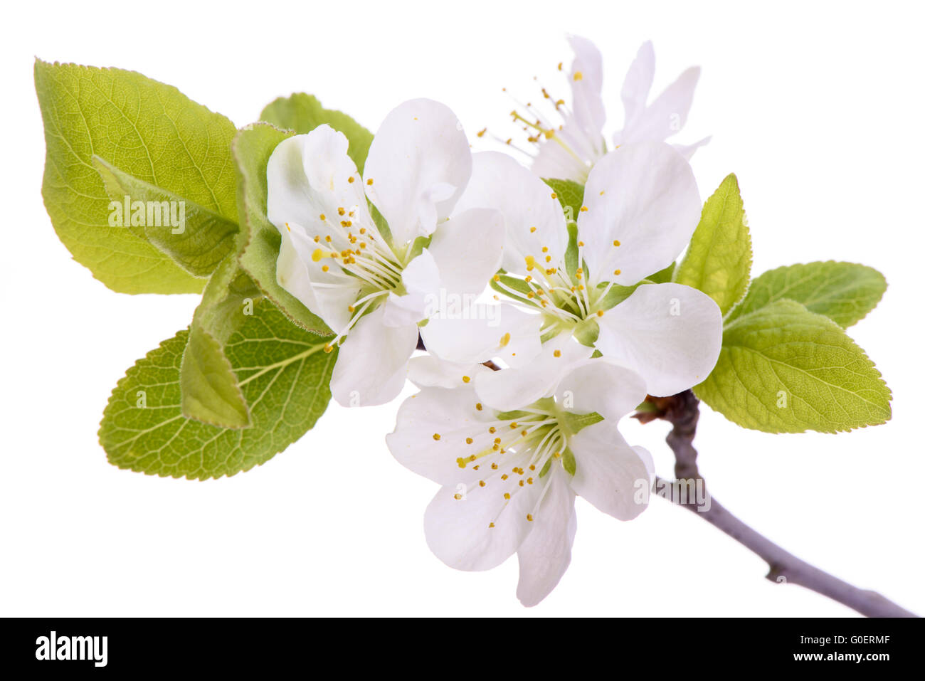 Pflaumenblute hi-res stock photography and images - Alamy