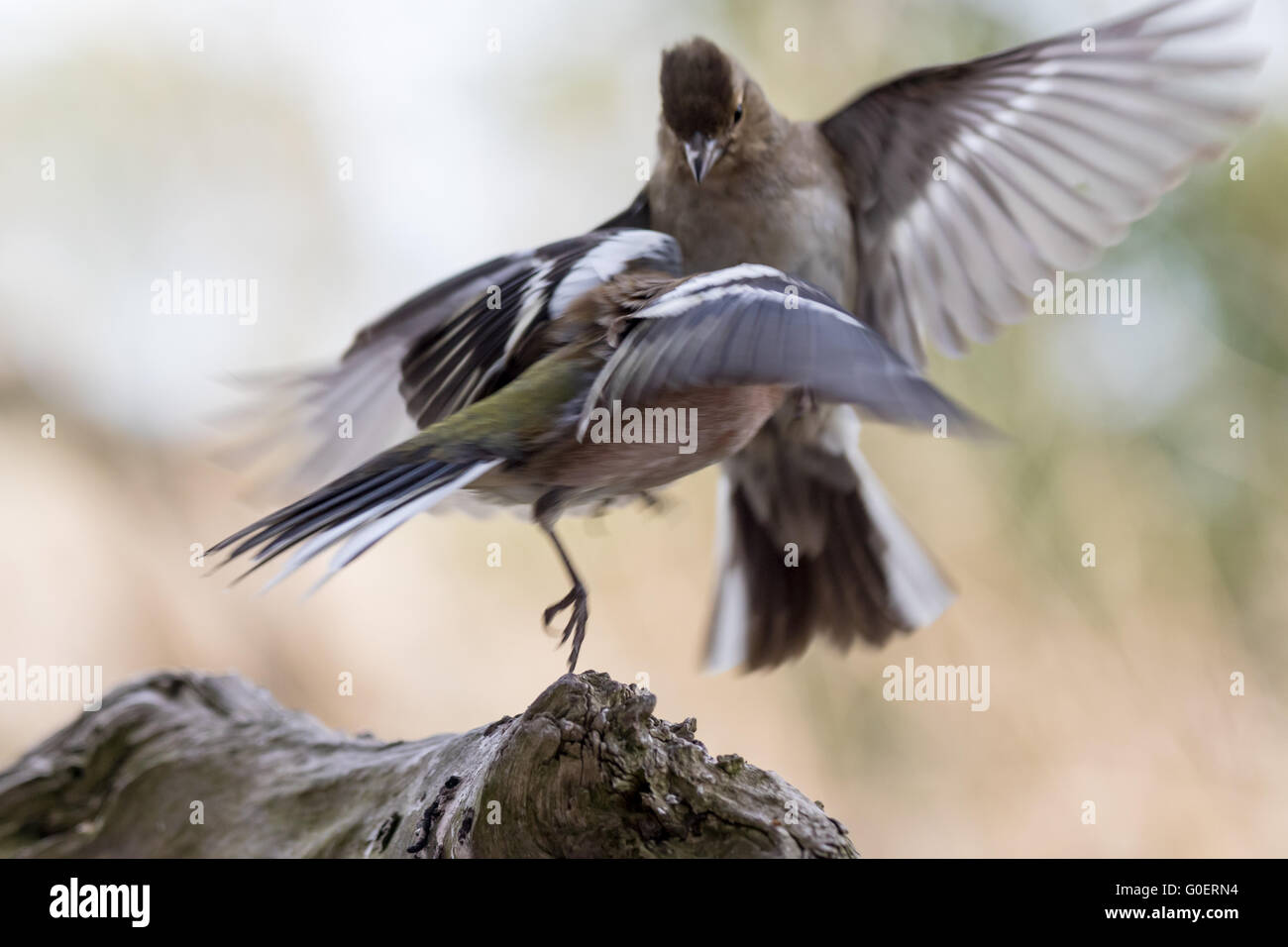 Young chaffinch hi-res stock photography and images - Alamy