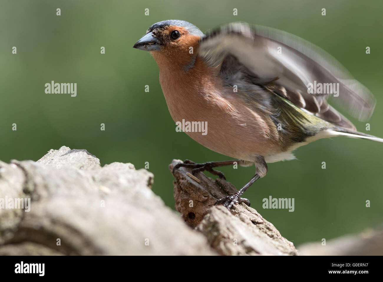 Wing fluttering hi-res stock photography and images - Alamy