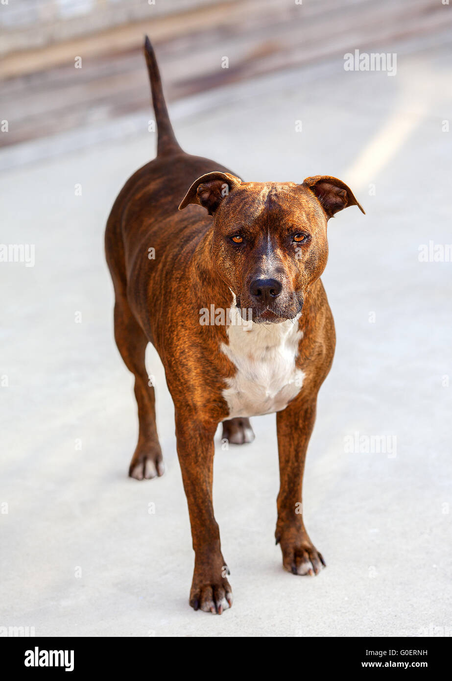 Pitbull looking into camera hi-res stock photography and images - Alamy