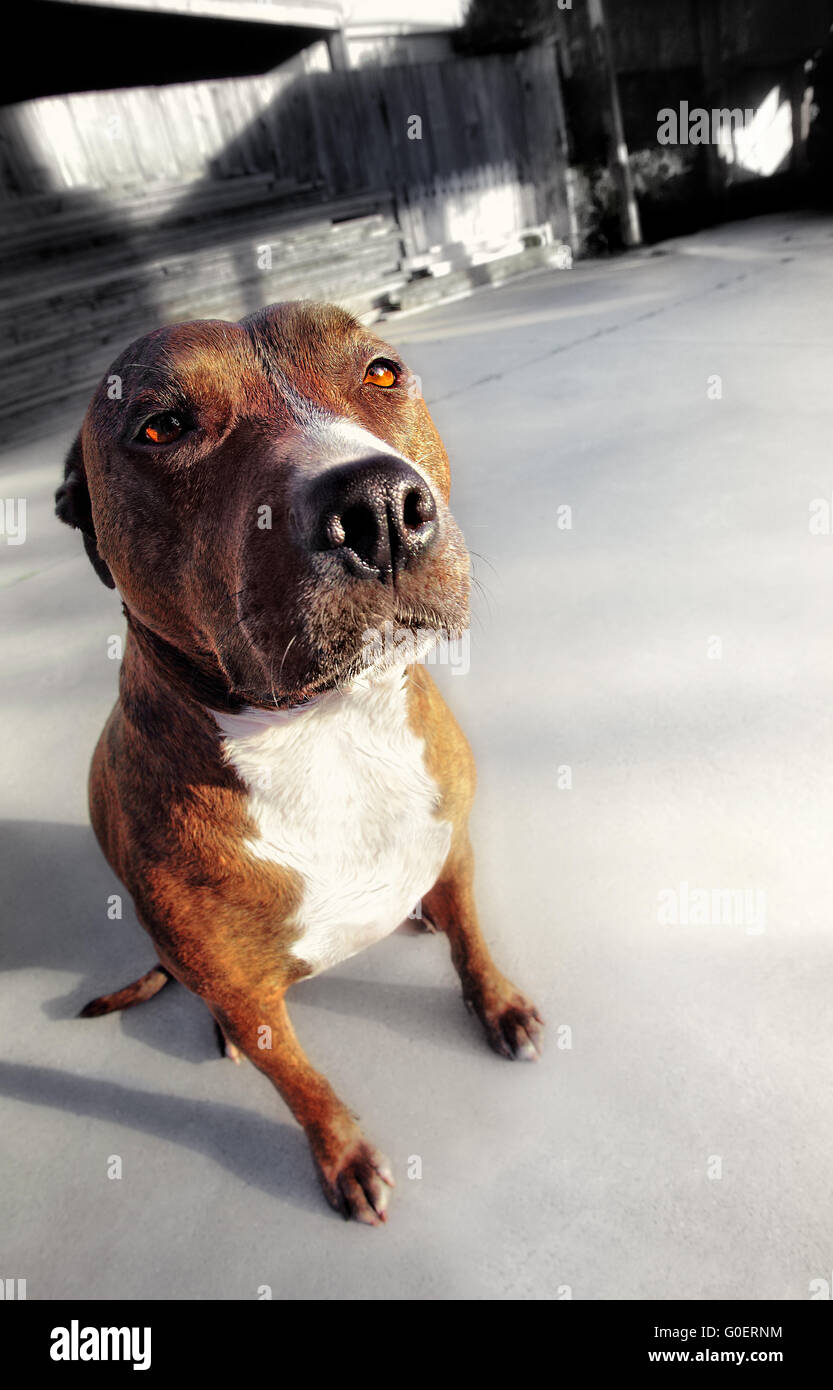 The Little Prisoner Stock Photo - Alamy