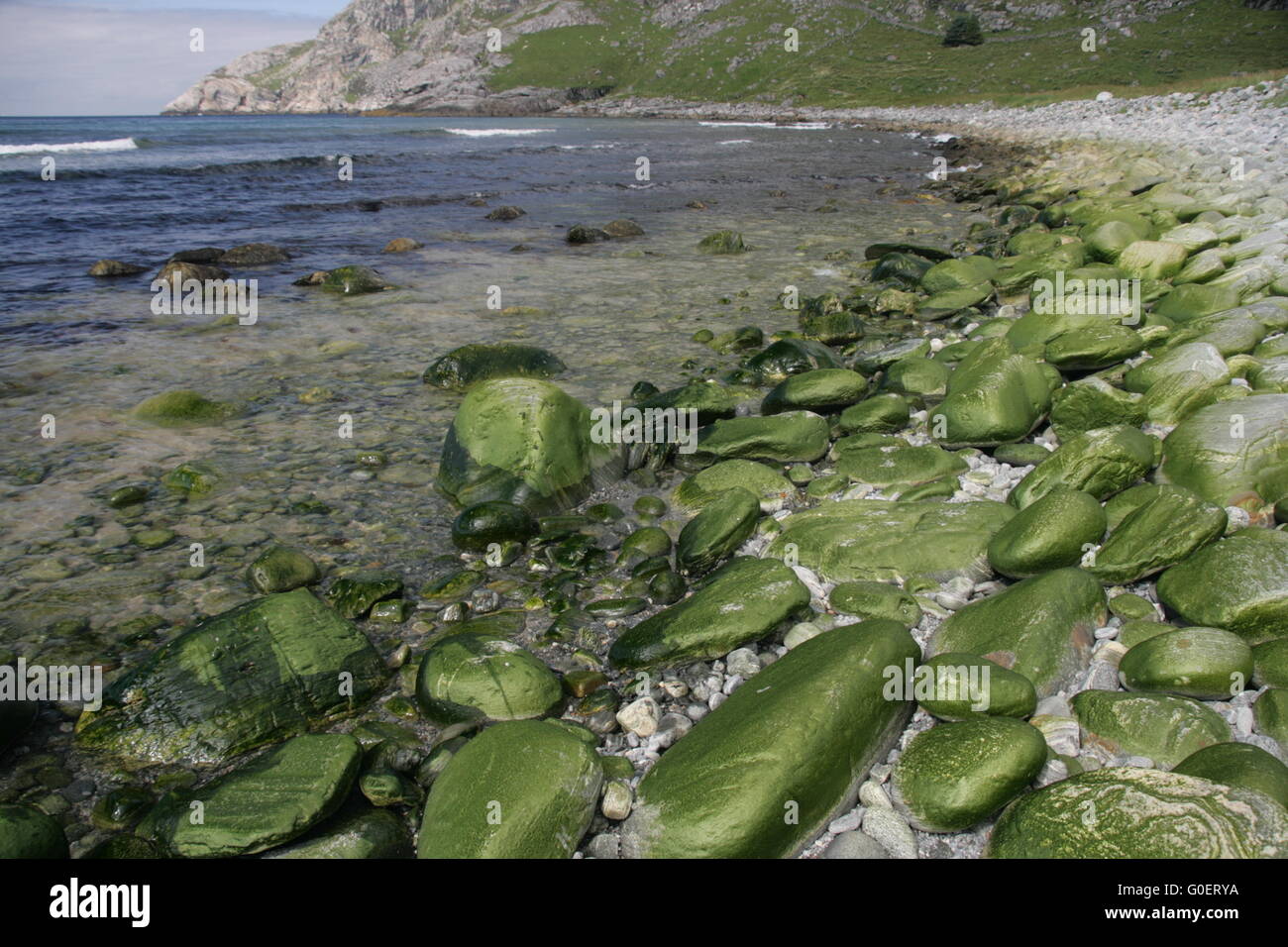 algae grow on Stones - green pebbles Stock Photo - Alamy