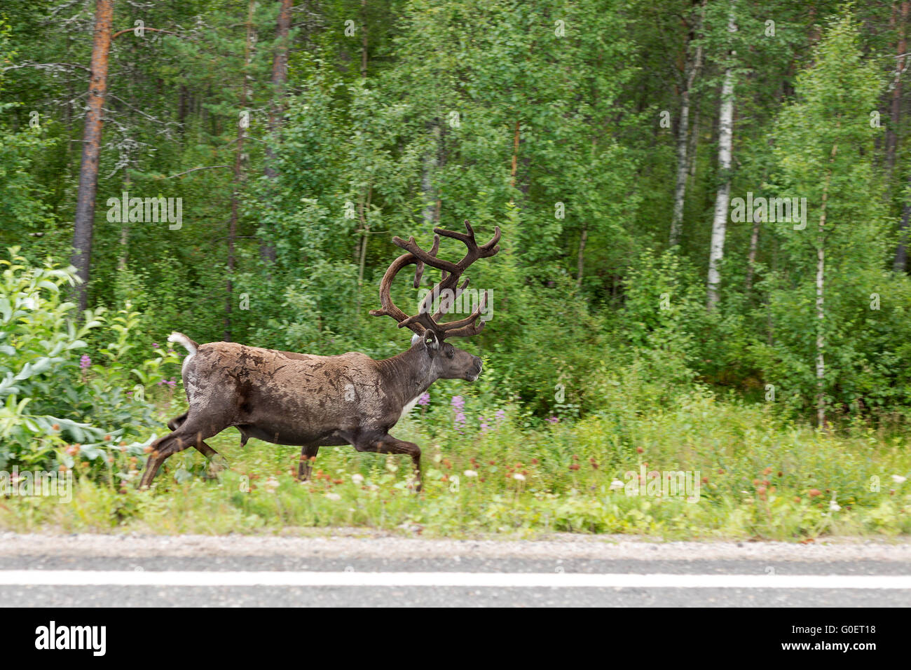 Reindeer running on the side of the road in the green forest Stock ...