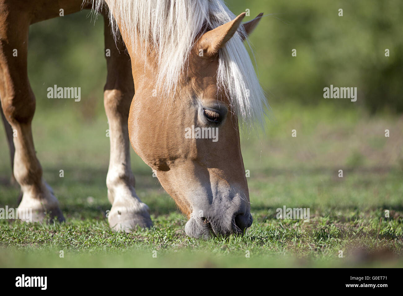 Single haflinger hi-res stock photography and images - Alamy
