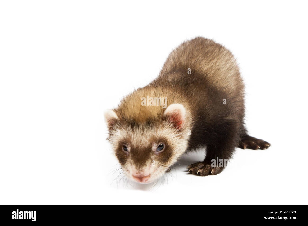 Ferrets putorius furo polecat hi-res stock photography and images - Alamy