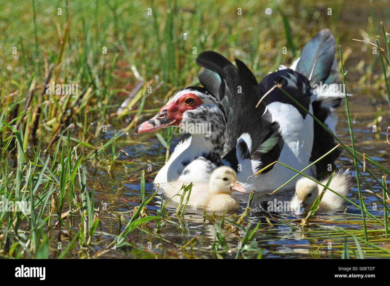 Duck feather hi-res stock photography and images - Alamy