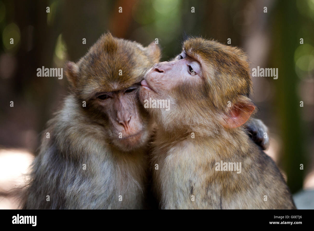 Monkeys kissing hi-res stock photography and images - Alamy
