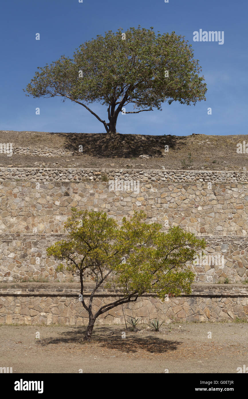 Trees on the Palenque Mayan ruins, Chiapas, Mexico Stock Photo - Alamy