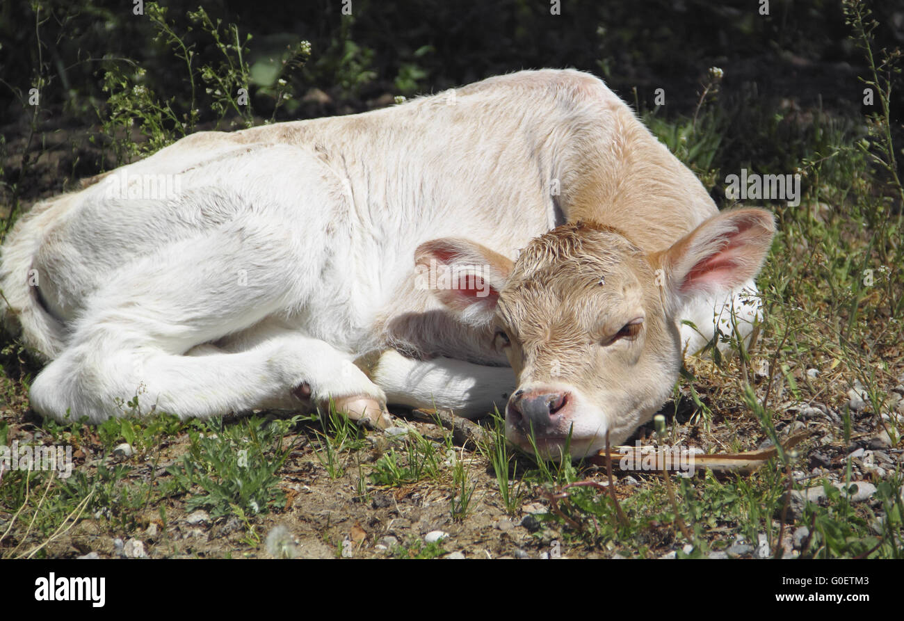 Little cute calf lying on green grass, cute baby a Stock Photo - Alamy