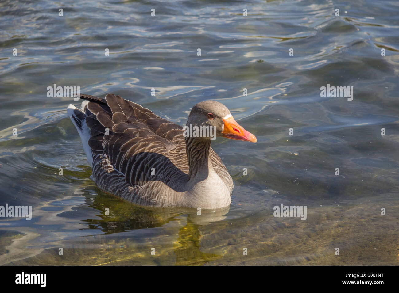 Scientific name: Anser anser Greylag geese on the serpentine lake at ...