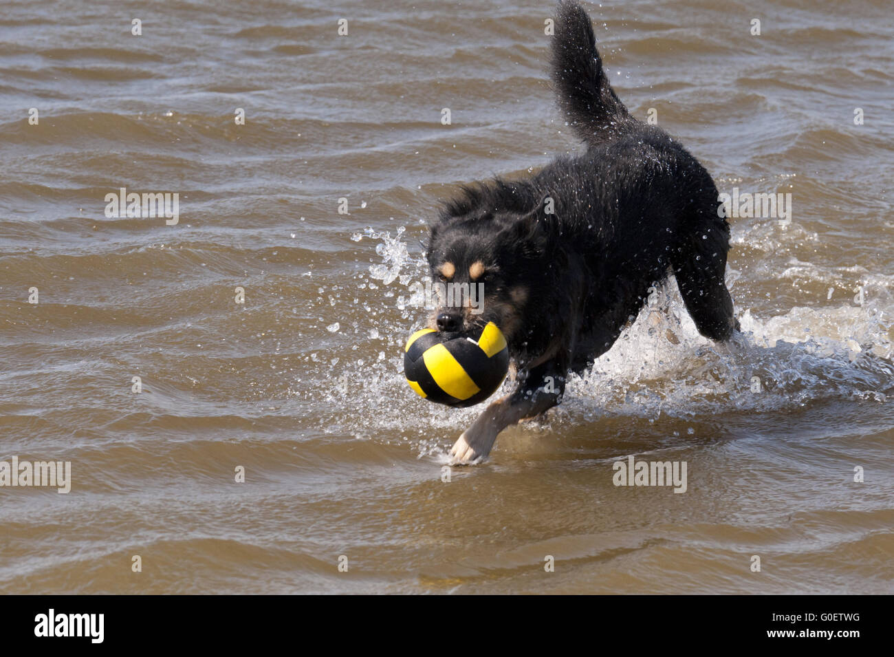 Dog bathing in the North Sea Stock Photo - Alamy