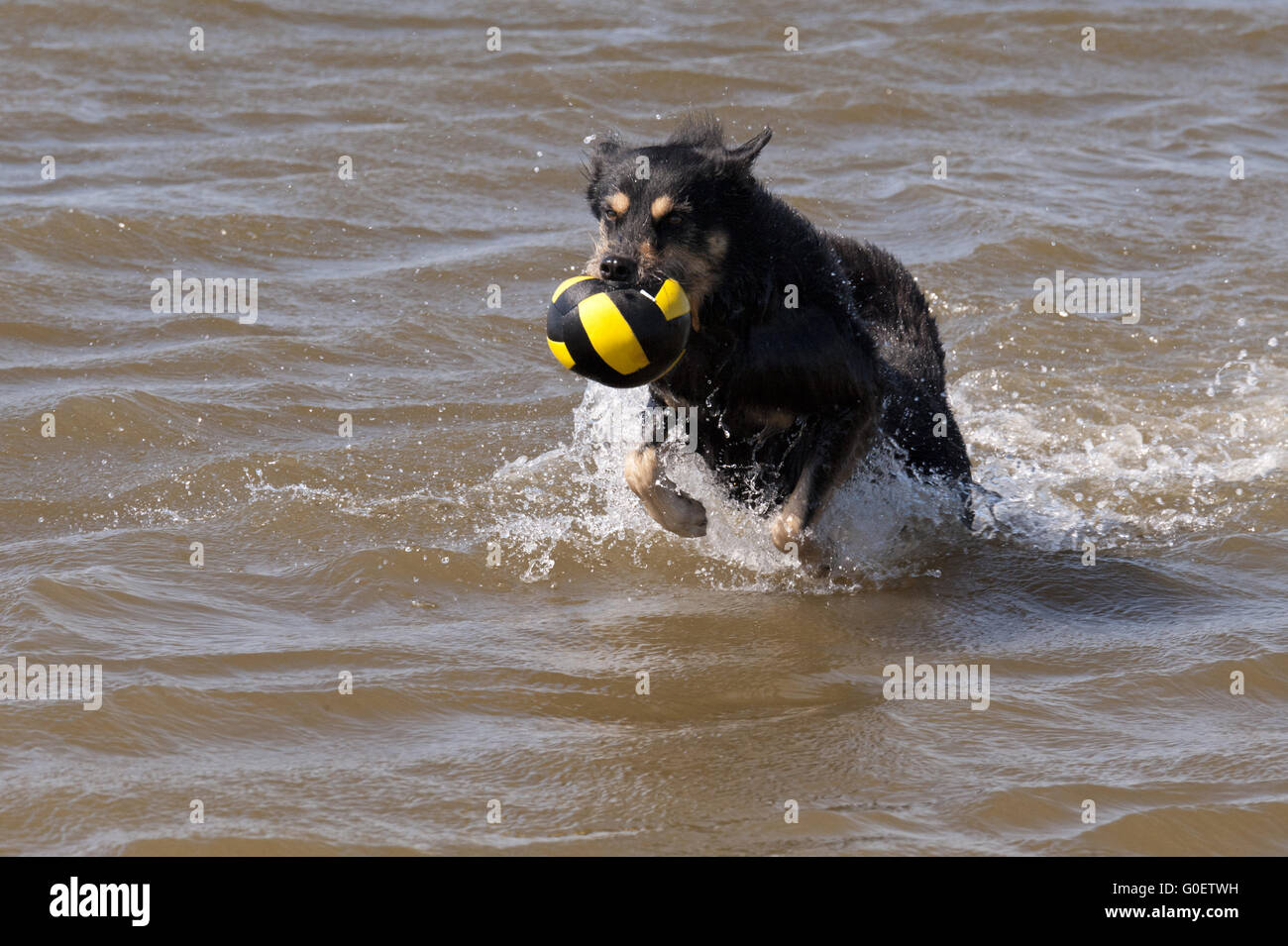 Dog bathing in the North Sea Stock Photo - Alamy