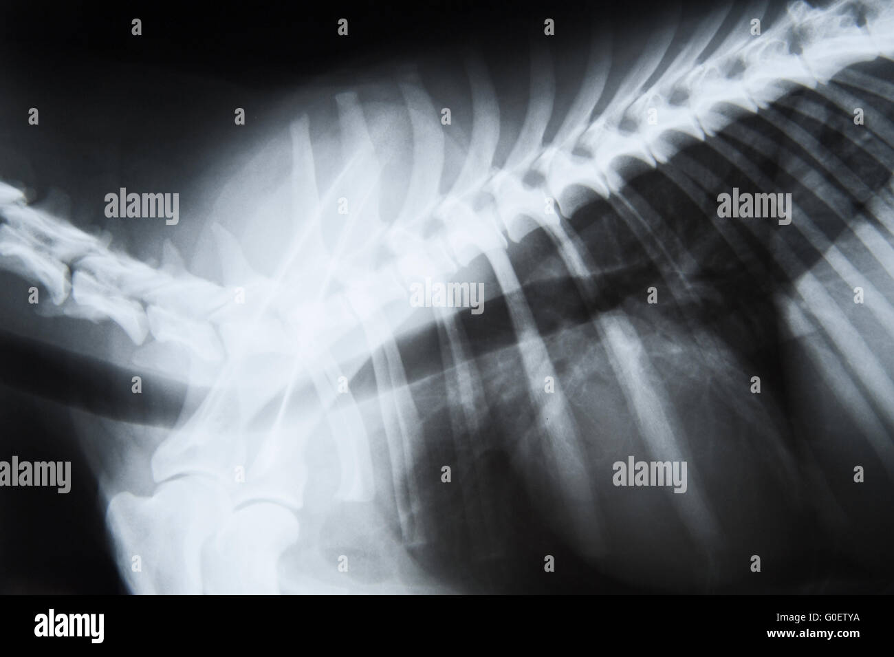 X-ray image of a dog Stock Photo - Alamy