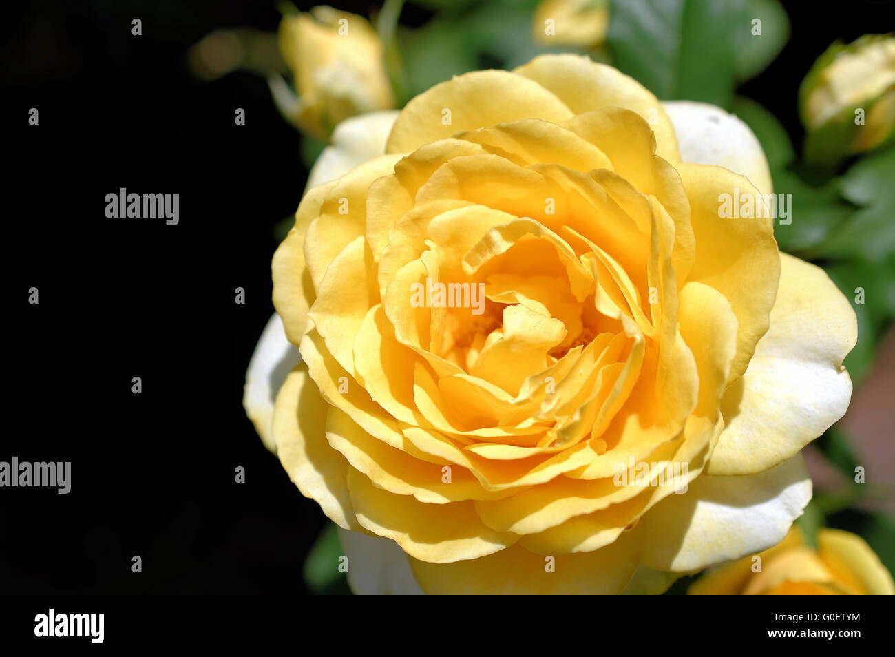 Gerald rose hi-res stock photography and images - Alamy