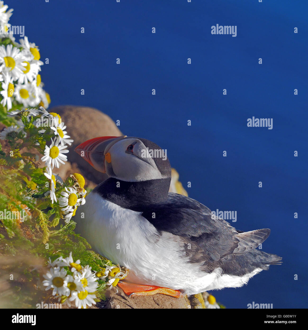 Puffin pose hi-res stock photography and images - Alamy