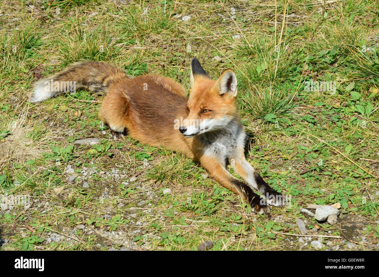 European Fox Lying Stock Photo - Alamy