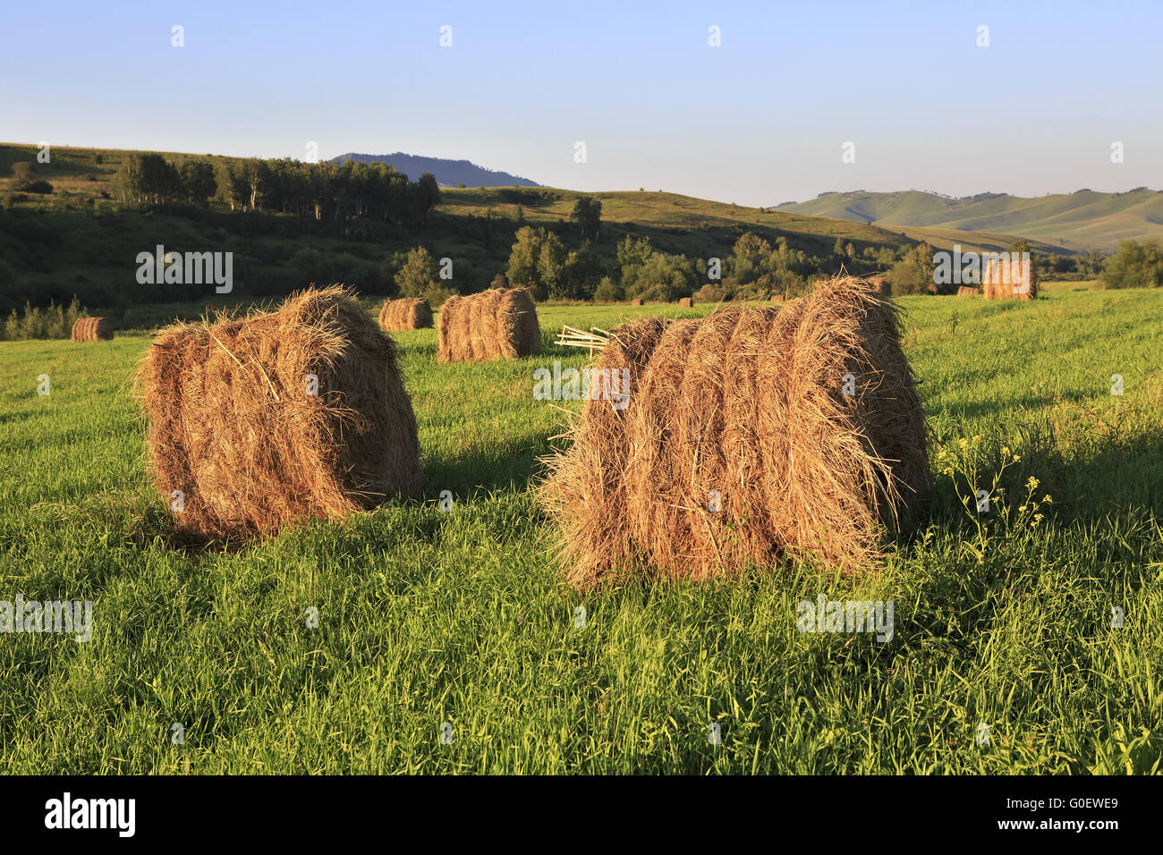 Beautiful haystacks on green lawn in the mountains Stock Photo - Alamy